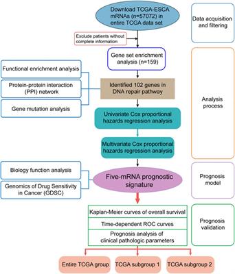 POR | Identification of DNA-Repair-Related Five-Gene Signature to ...