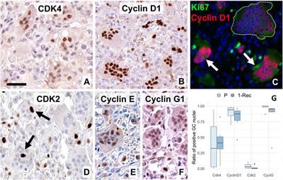 Pathology & Oncology Research | Cell Cycle Regulatory Protein ...